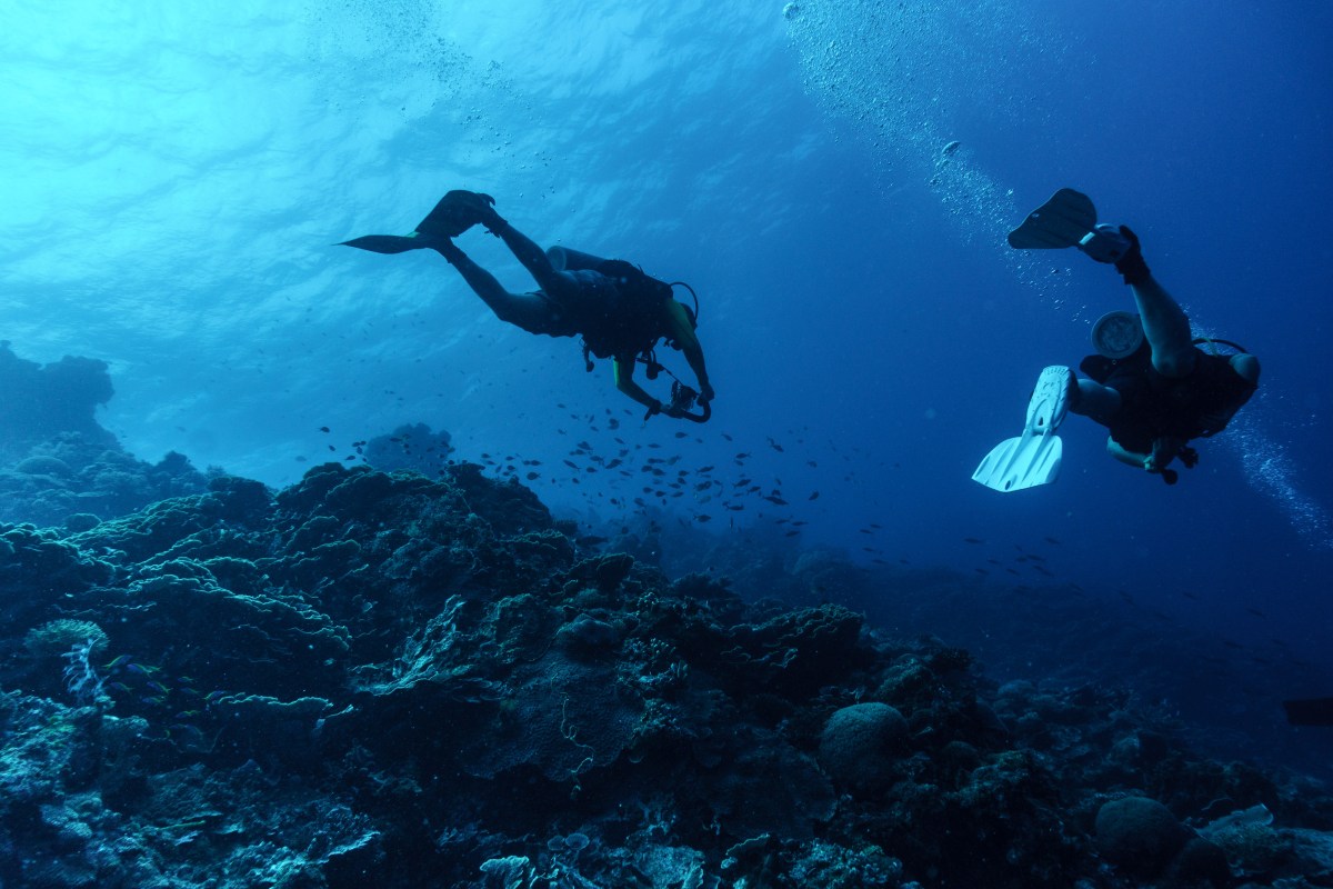 Tanzania 2023: Part 1: Pemba Island Diving – Etienne's Camera